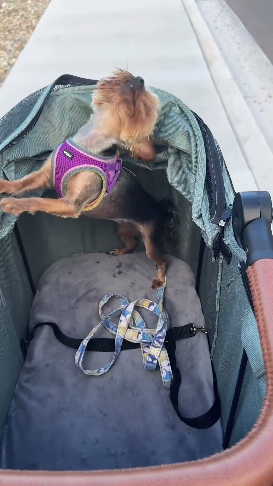 Tiny Yorkie is not happy about being in the stroller!