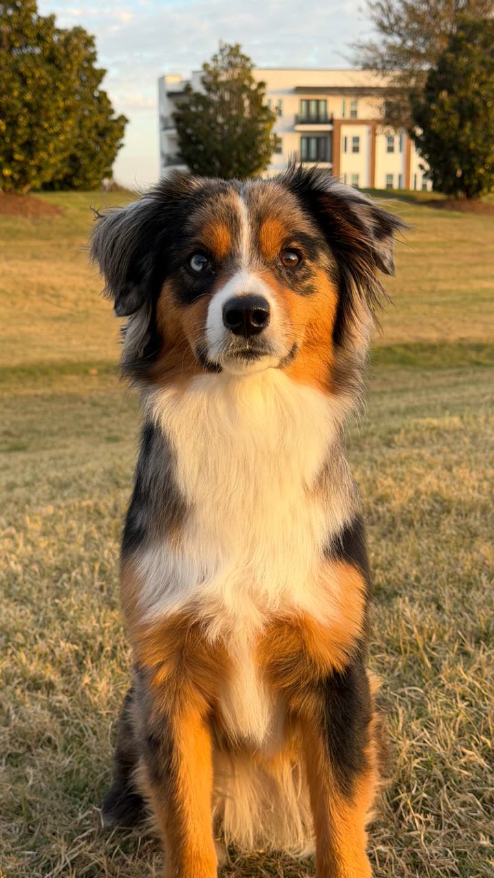 Being a dog parent: You have matching eyes