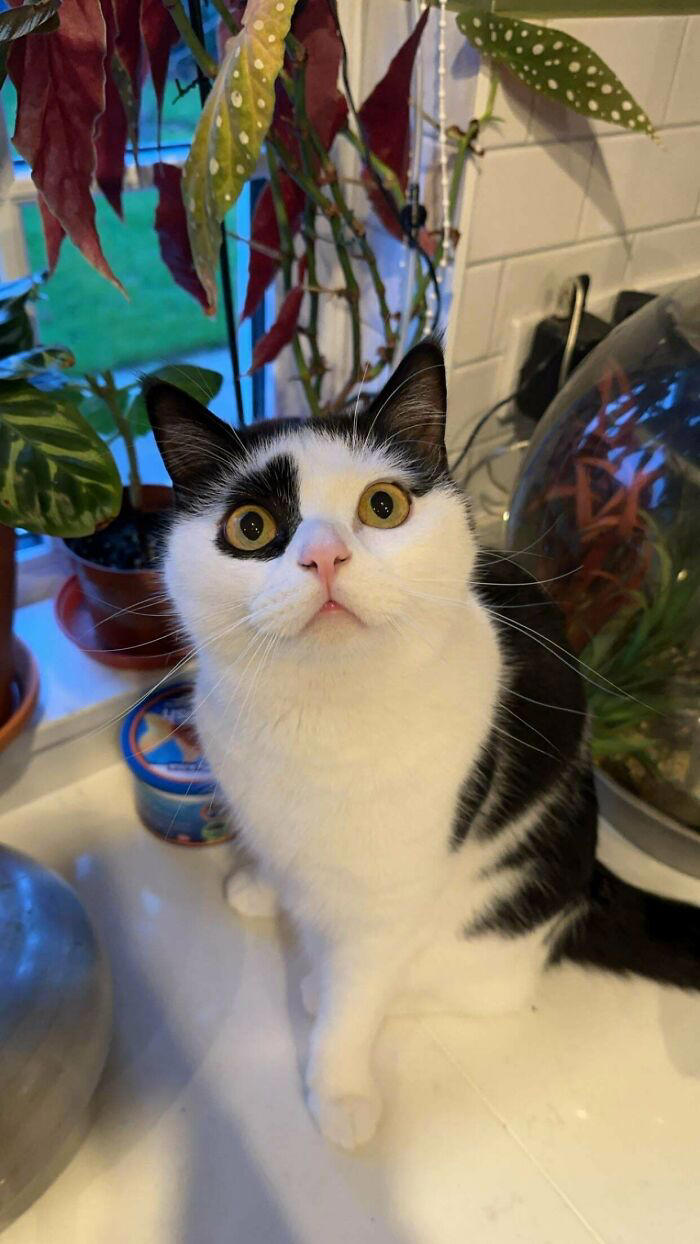 51 candid cat photos documenting their natural behavior