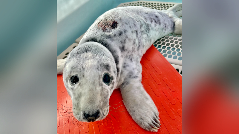 Mystic Aquarium rehabilitating 2nd seal pup