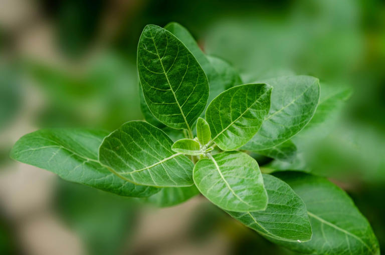 Is ashwagandha safe for kids to take? Opinions are mixed among ...
