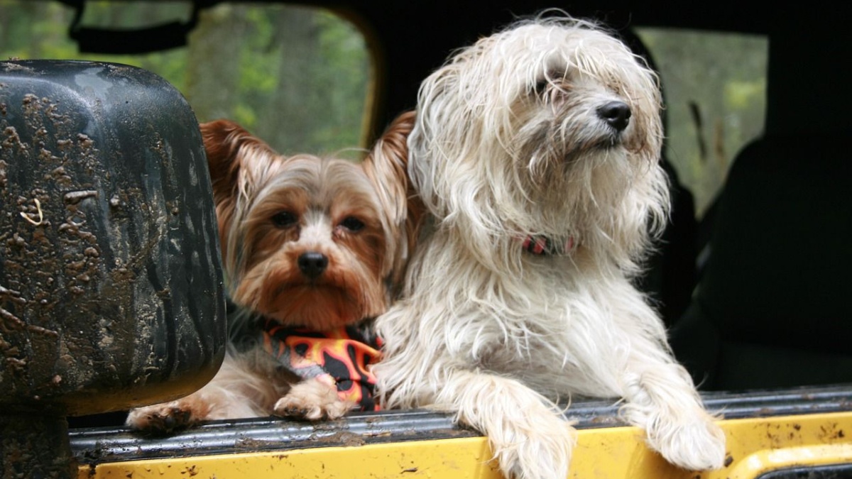 Signs your dogs show each other loyalty and genuine love