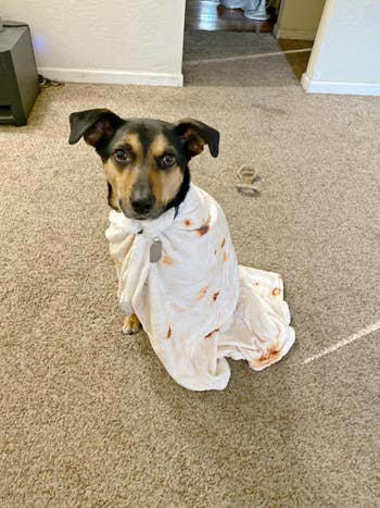 31 things so ridiculously cute, your brain will short-circuit from joy