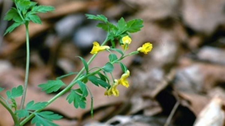 Rare flower readies for winter bloom in West Michigan