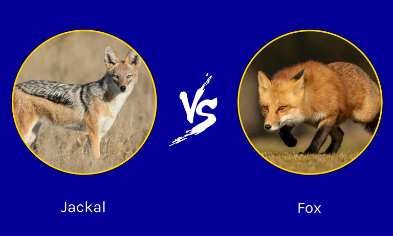 Red foxes fall to coyotes—but jackals face a deadlier threat