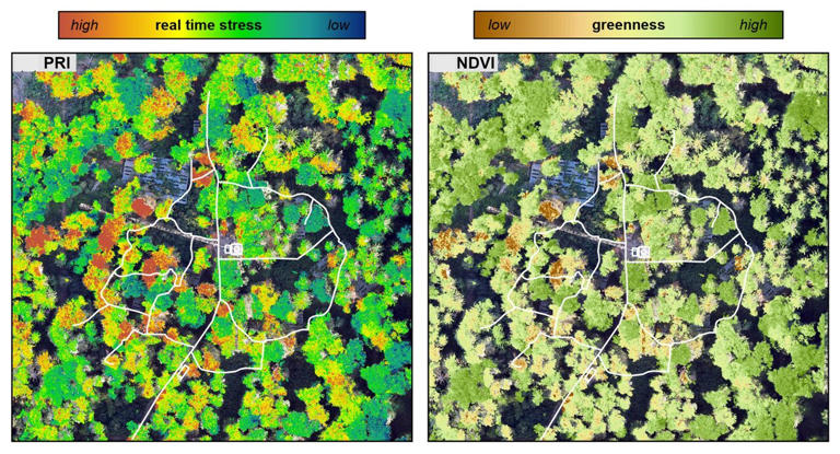 Detecting drought stress in trees from the air