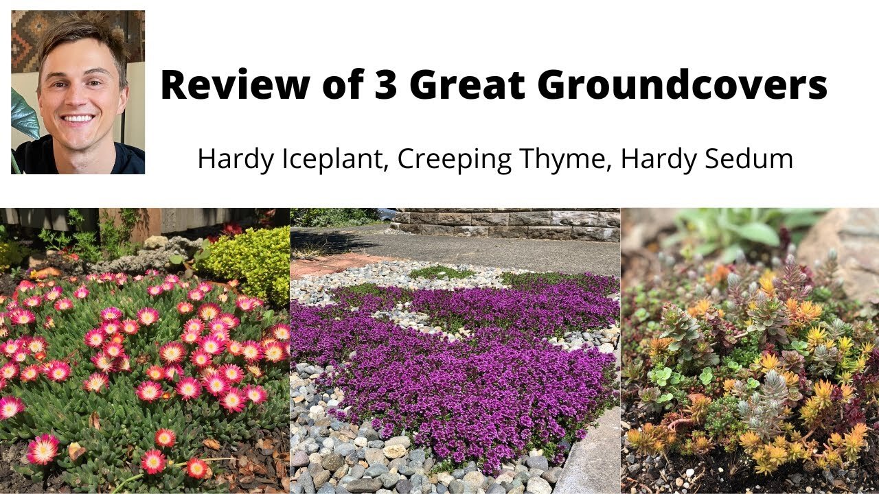 Ground cover review for the sunny garden: hardy iceplant, creeping ...