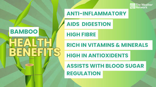 Overlooked superfood? Scientists say bamboo is healthy, sustainable