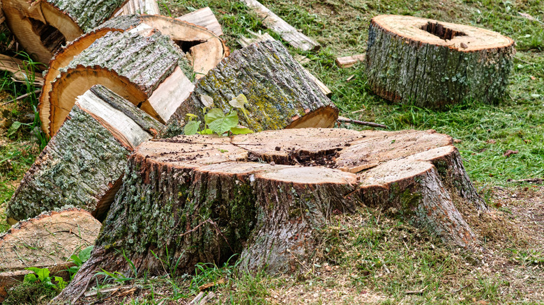 When should you remove your old tree stump? Jury's out, but here's our ...