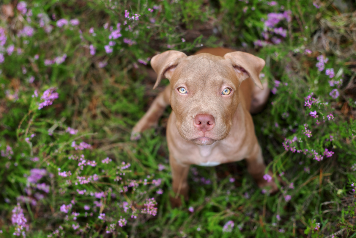Adorable foster pit bull puppy learns how to nest