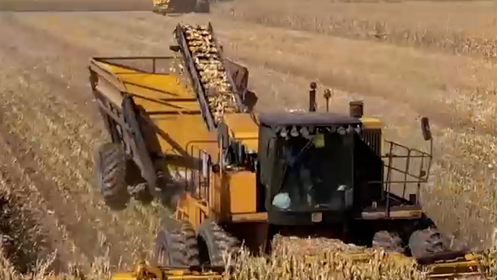 Picking ear corn with an Oxbo
