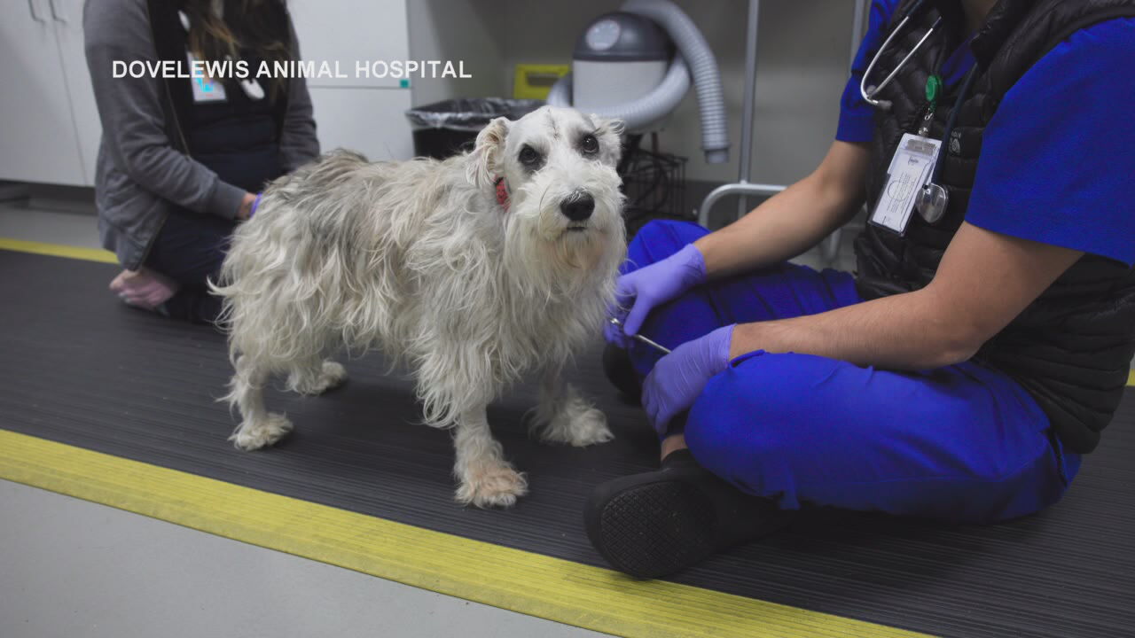 A very good dog makes a full recovery after rare brain surgery