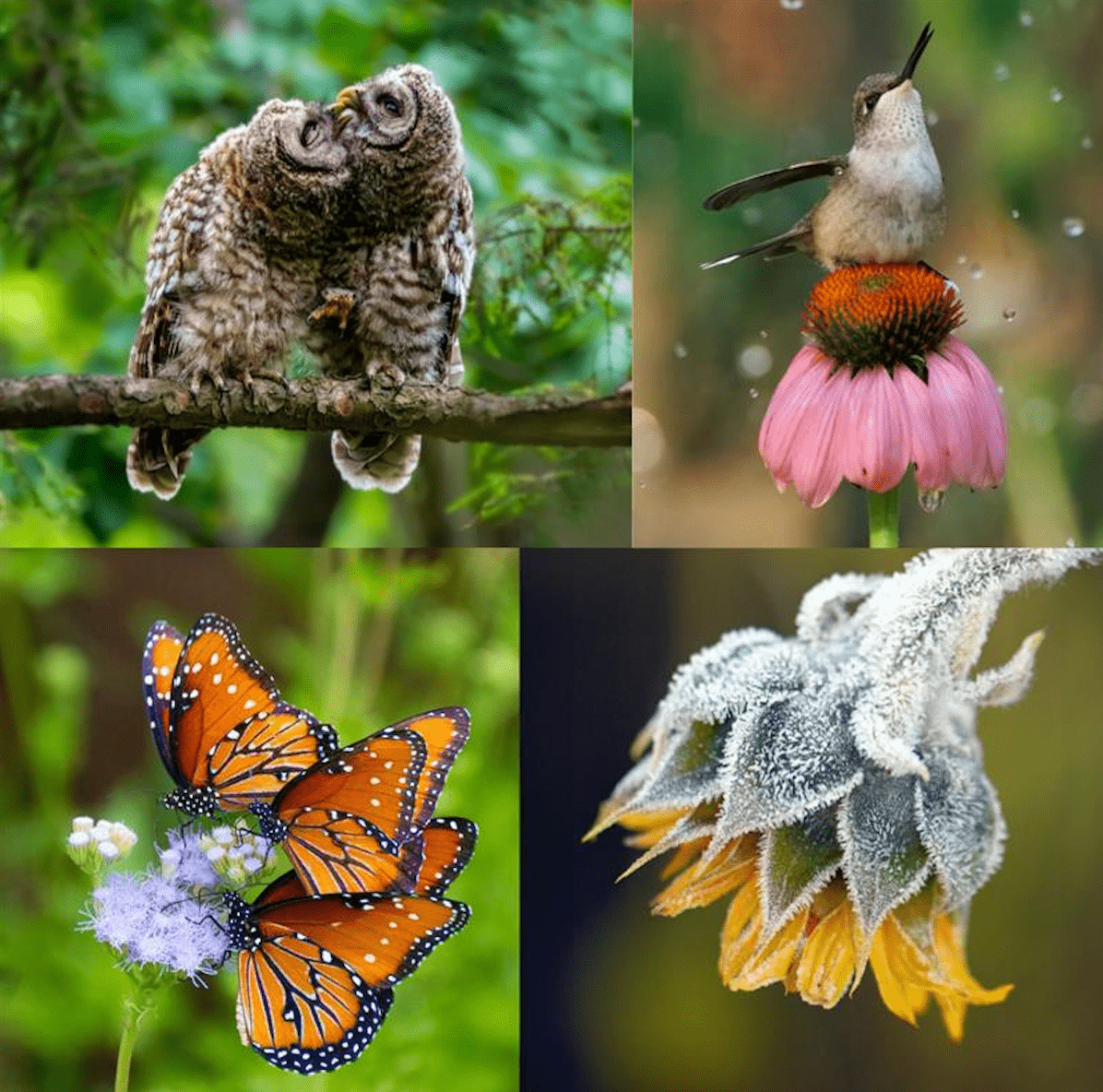 See the winner of the 2025 Birds & Blooms photo contest