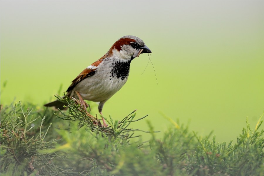 Kenn Kaufman, renowned birder, to speak in Shreveport