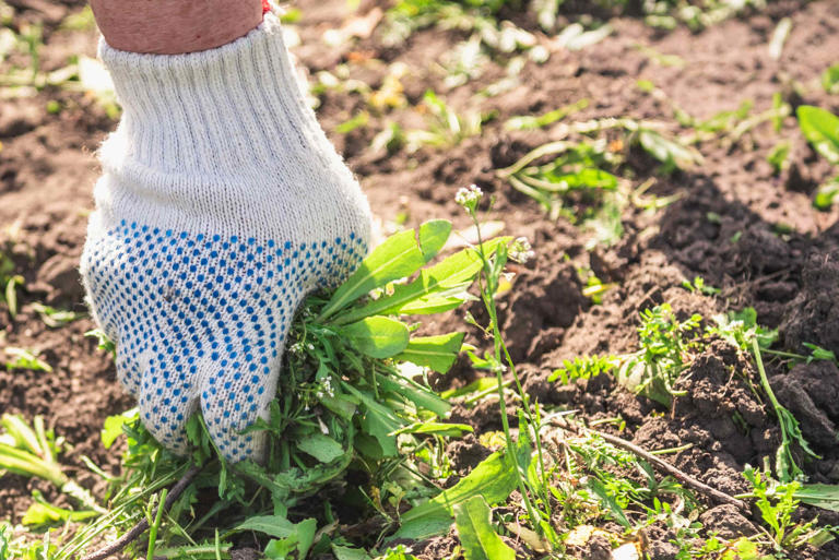 How to remove weeds by hand so they don't come back