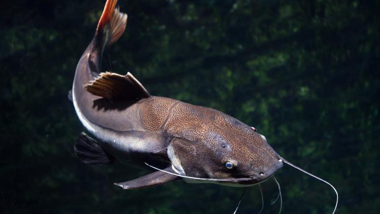 25 people facing charges in Kentucky after 300,000 pounds of catfish ...