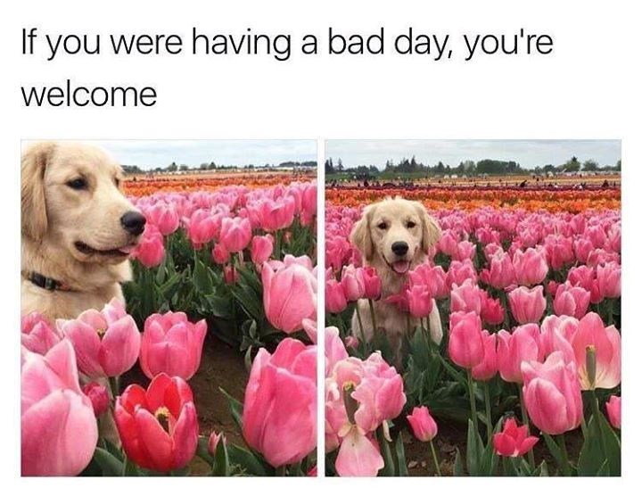 25 soft-serve dog memes for people who need joy without the noise