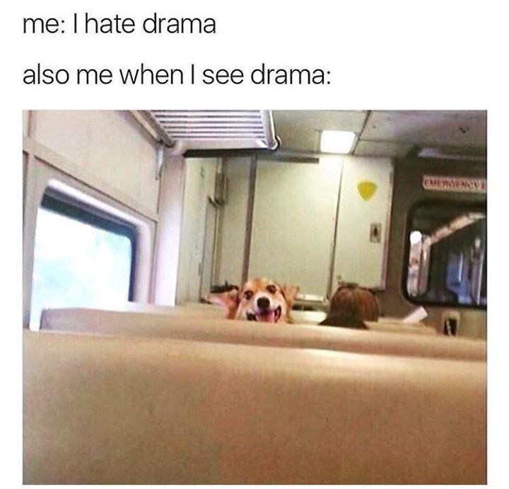 25 soft-serve dog memes for people who need joy without the noise