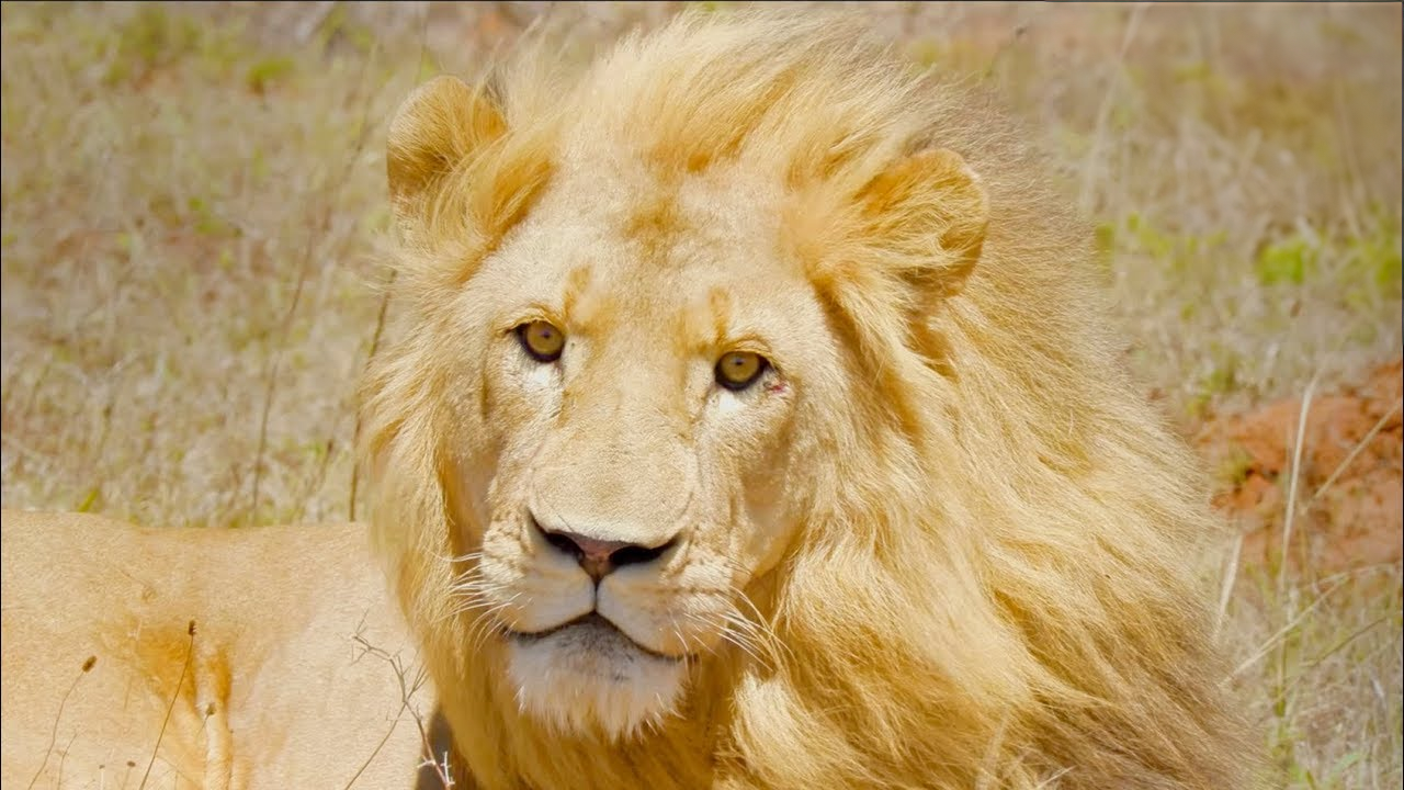 Tracking the real Lion King