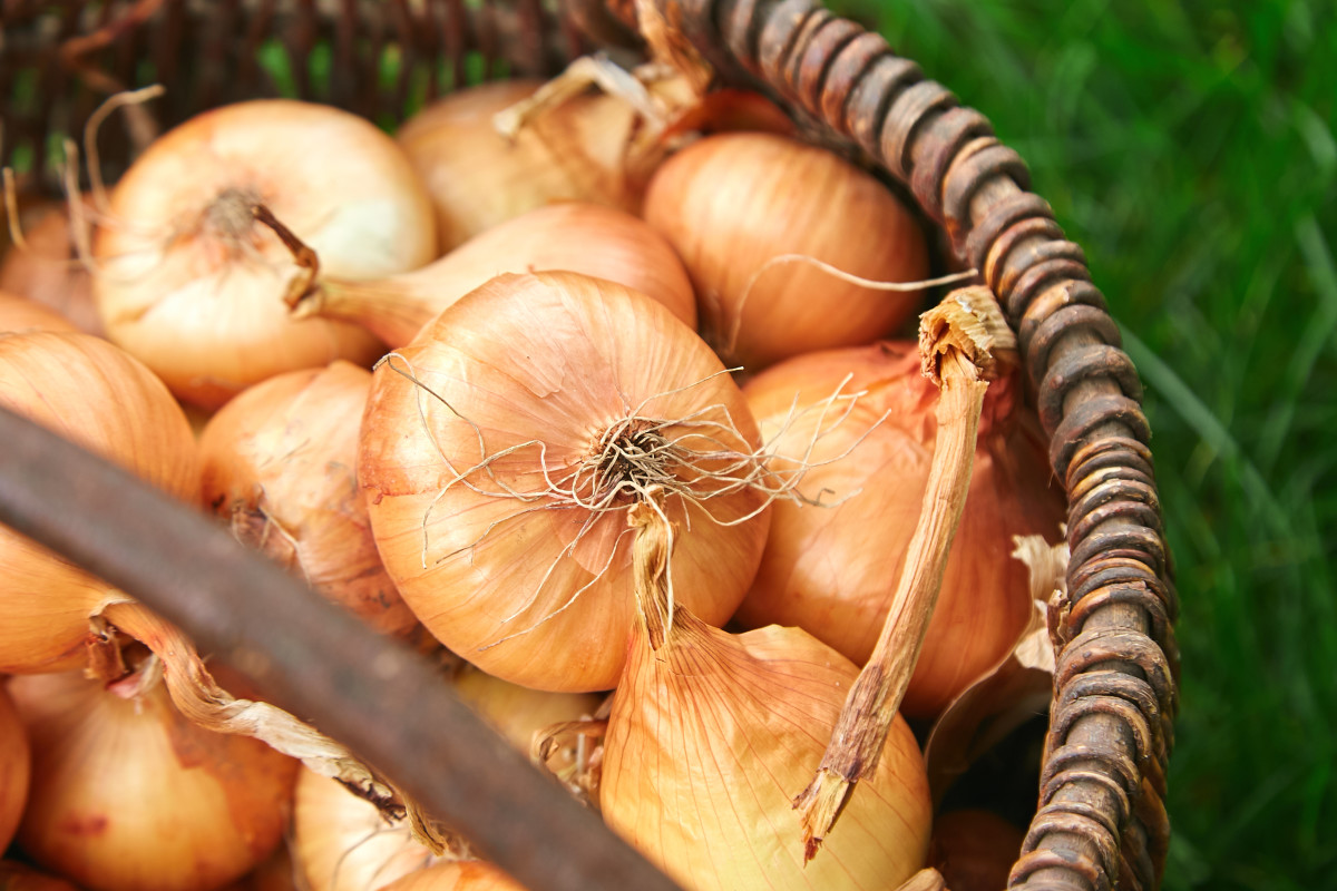 Start onion seeds today for a more impressive summer harvest