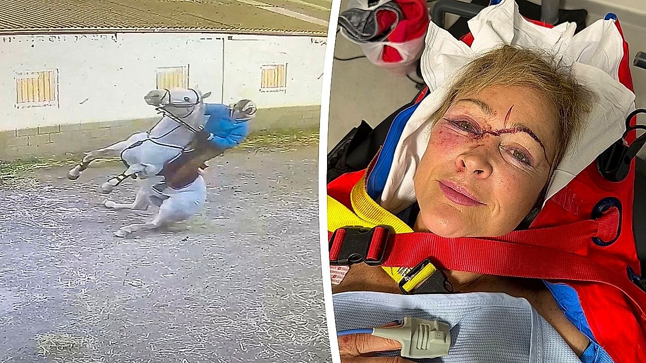 Spooked by pigeon: show-jumping horse causes dramatic fall