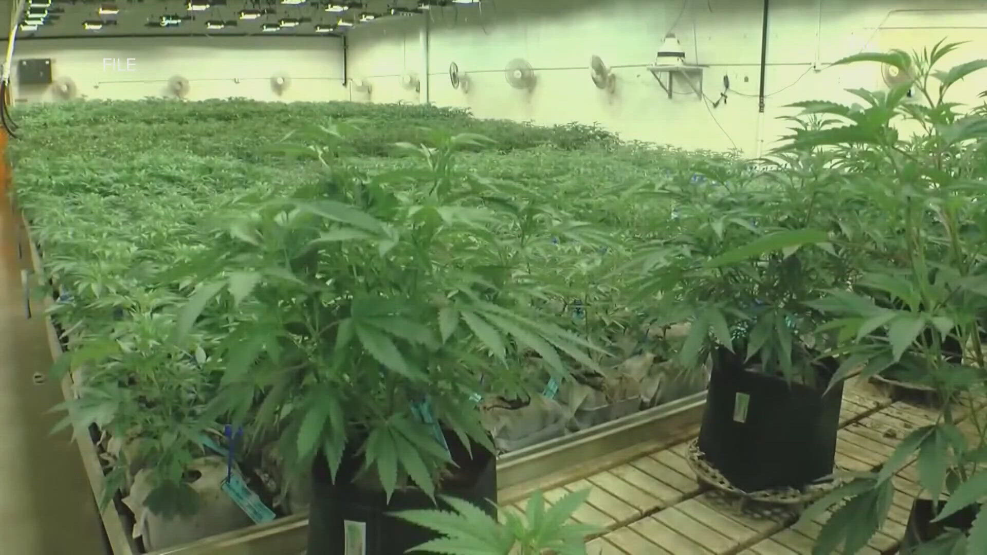 Bill addresses TN medical marijuana readiness