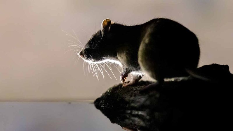 'Rabbit-sized' rats infest restaurants, shops in downtown Tijuana ...
