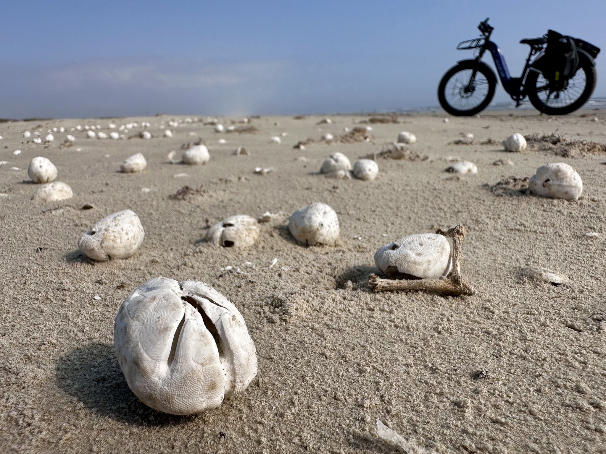 Thousands of rare sea creatures wash up on Texas beaches in a massive ...