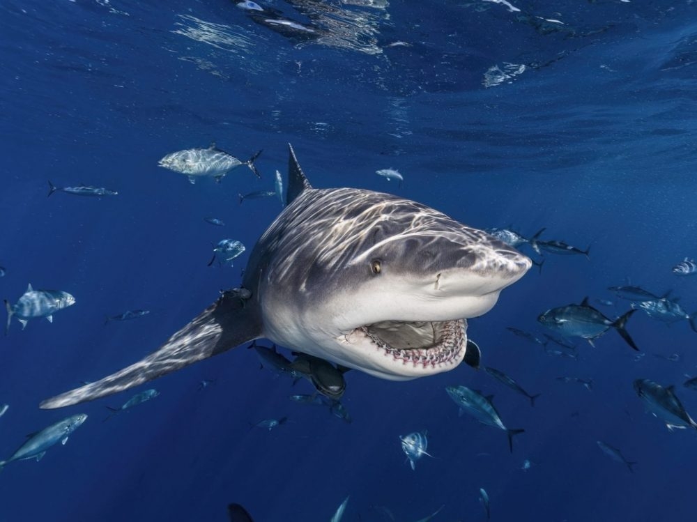 Recent shark attacks in Australia leave 2 people in critical condition ...