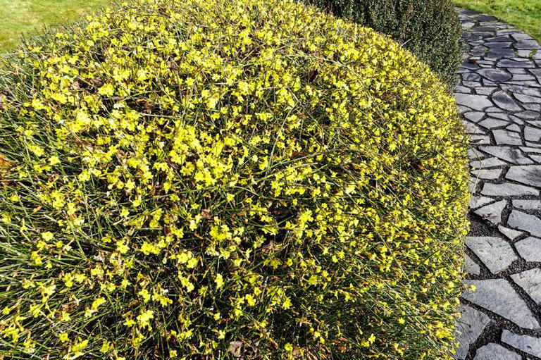 'Must-do' gardening jobs in February to give you a head start for spring
