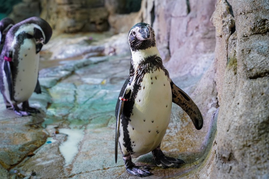 Timmy the penguin has a new home, and partner, in WNY