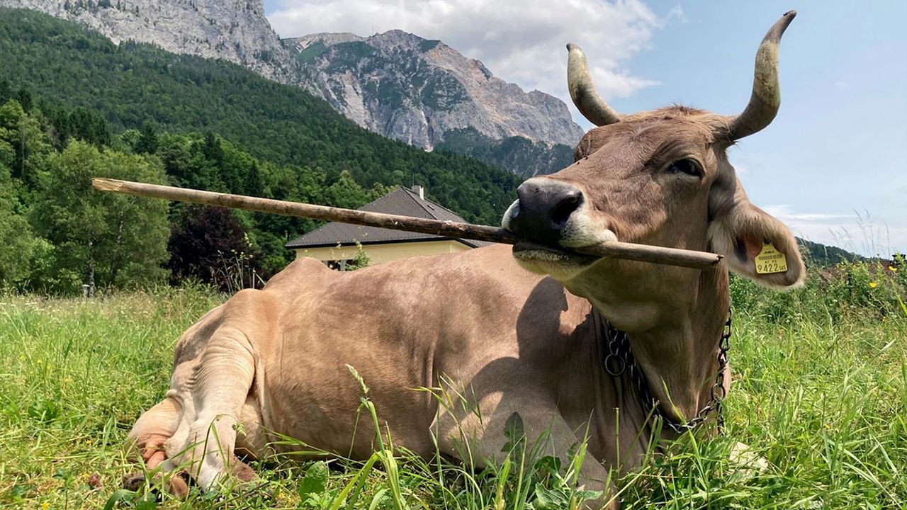 Cows can use tools, scientists report