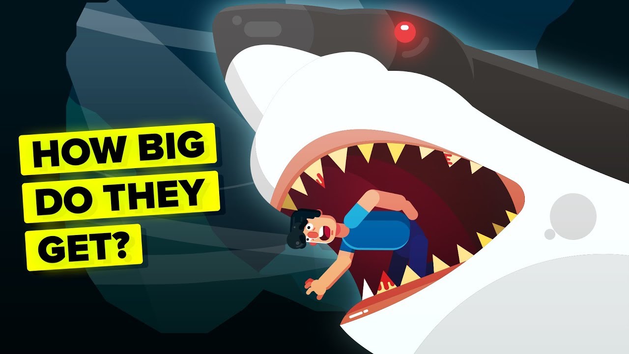 Largest animals size comparison