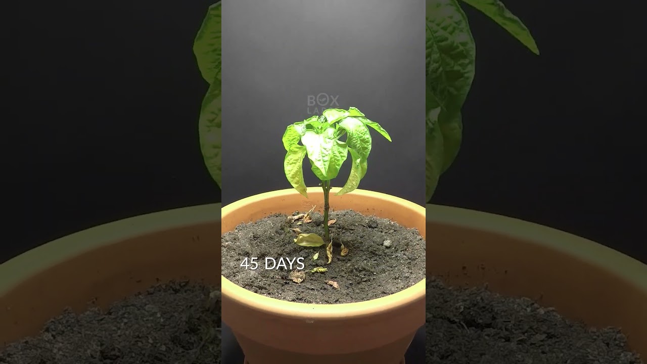 93 days in 36 seconds - purple bell pepper #timelapse