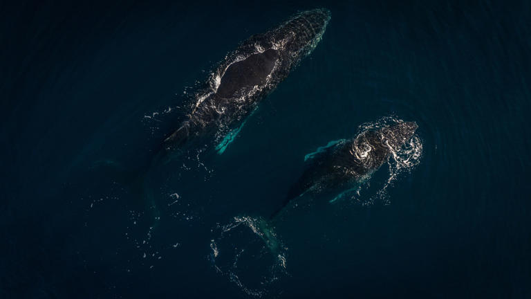 Viral video of 2 drunk fishermen posing for a photo on a floating dead ...