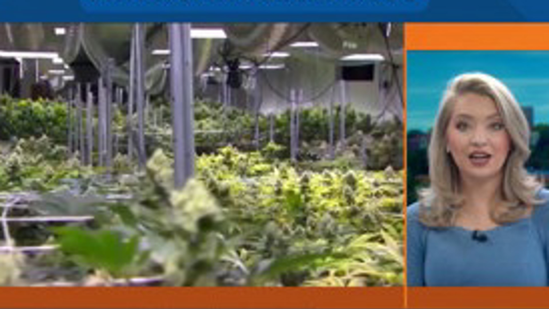 Bill addresses TN medical marijuana readiness