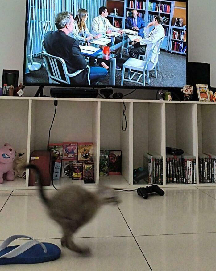 51 candid cat photos documenting their natural behavior