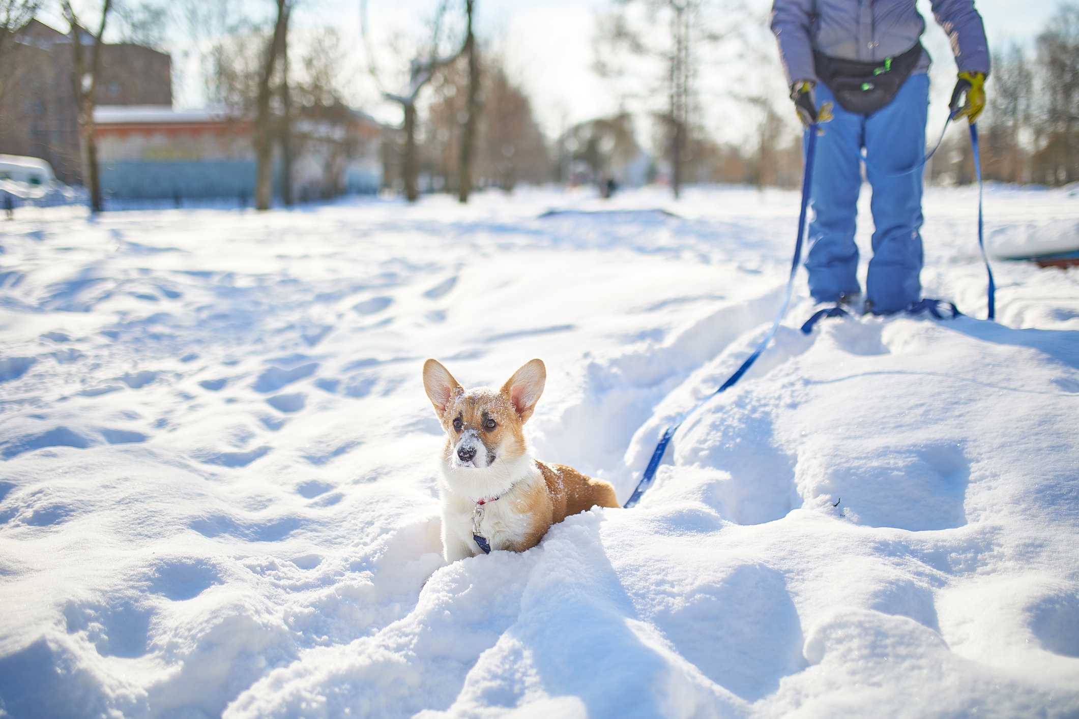 How to keep your pets safe when it's cold or during a winter storm