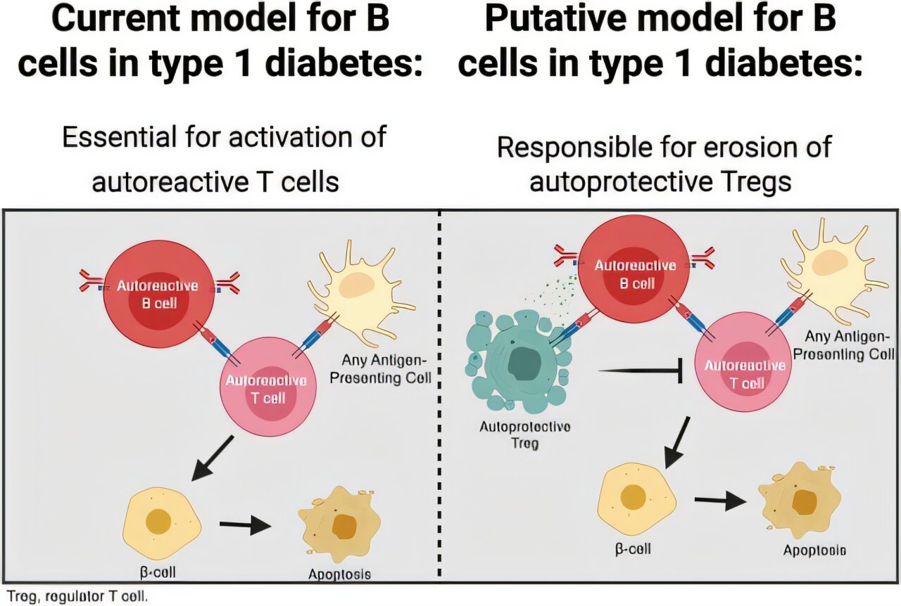 B cells play a more sinister role than believed in progression of type ...