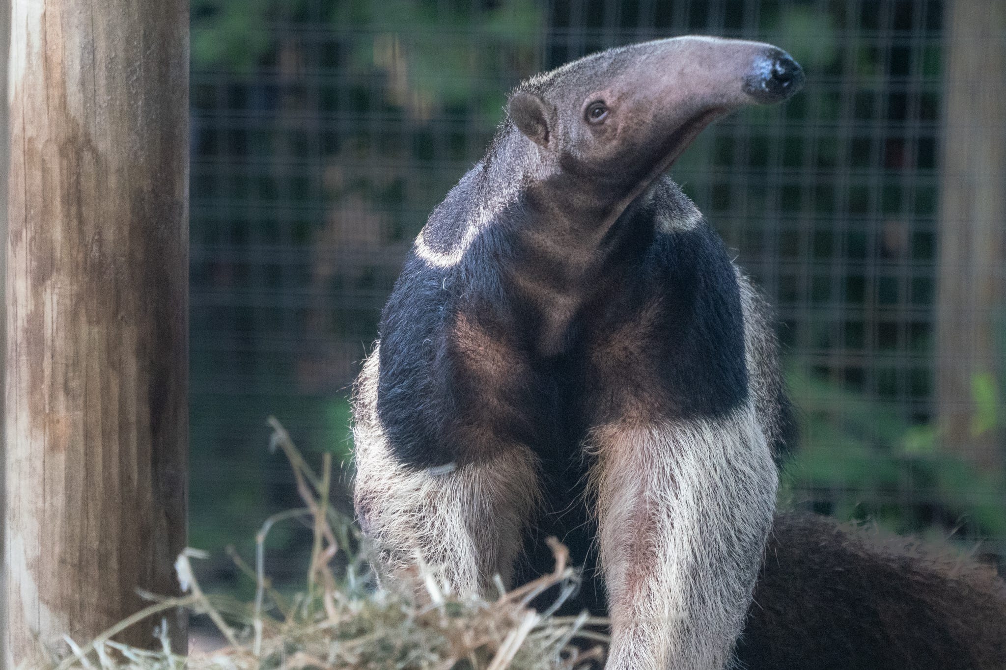 Bug lover: Naples Zoo debuts giant anteater in Florida