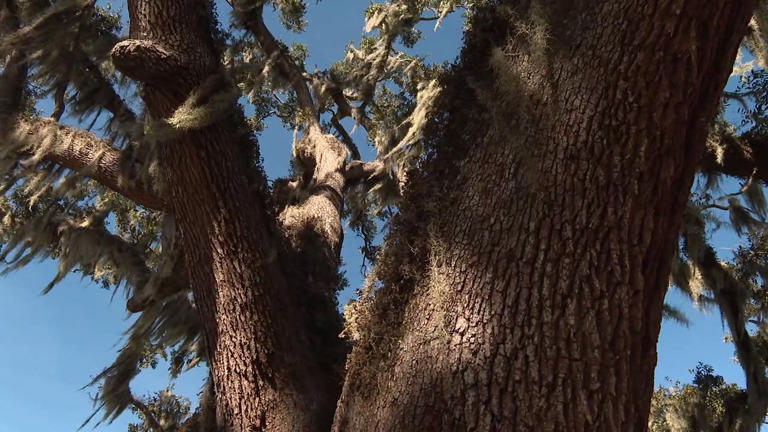 Lovers’ Oak: The history behind tree along Lake Morton that’s been ...