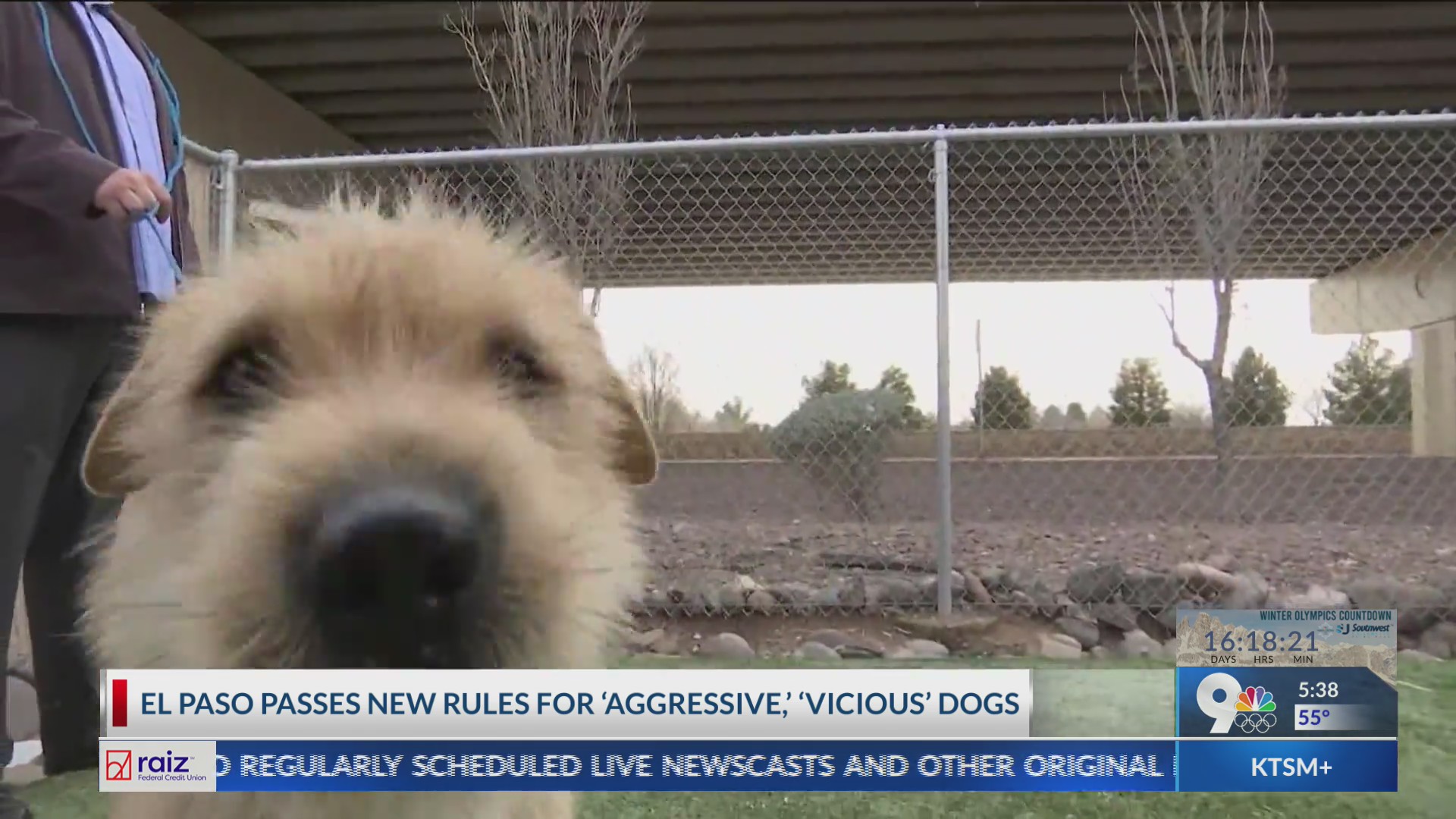 EP passes new rules for 'aggressive,' 'vicious' dogs