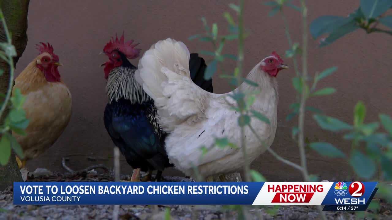 Volusia County considers easing backyard chicken rules