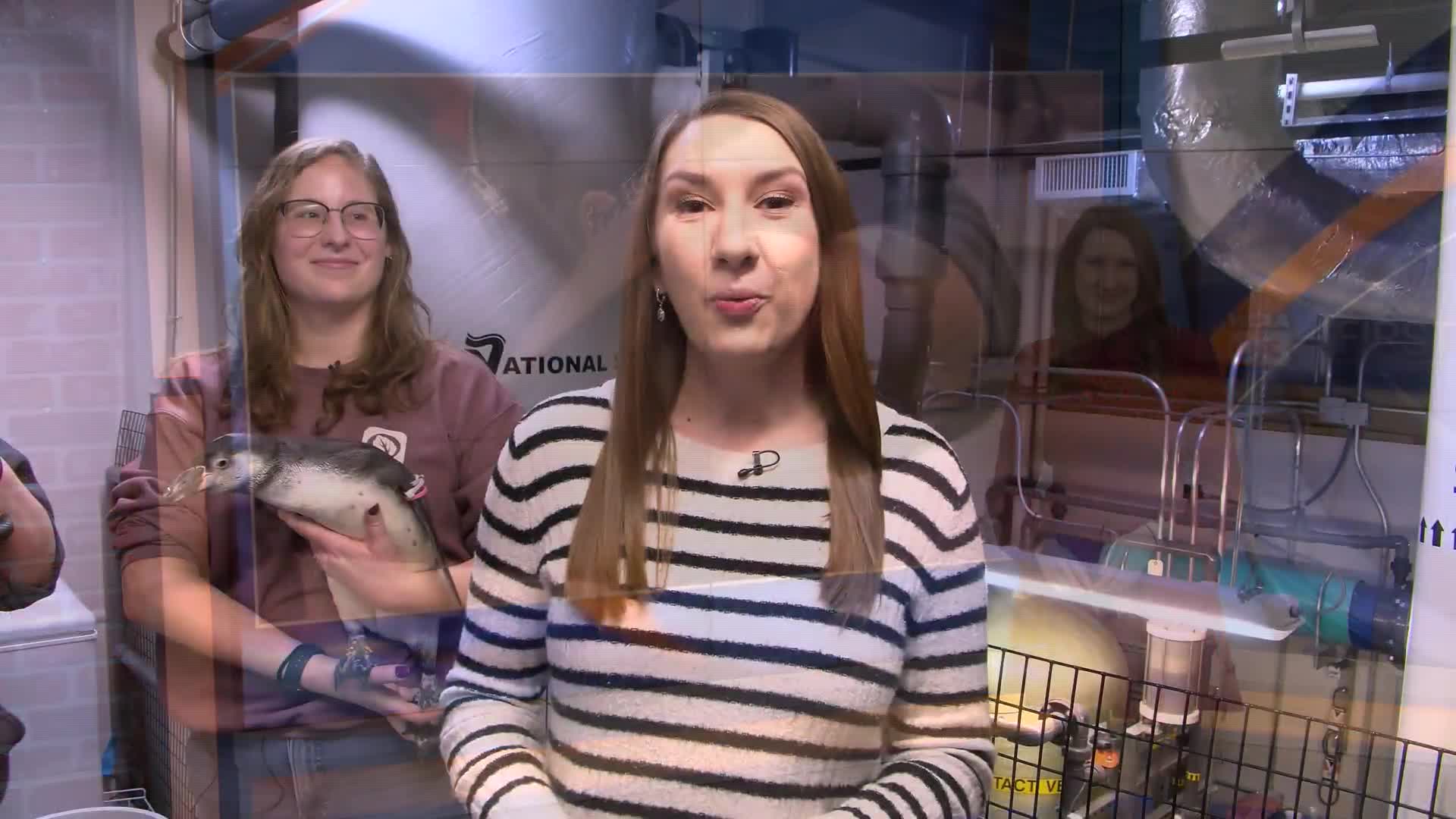 Meet Scovill Zoo's new 5-week-old penguin on International Penguin ...