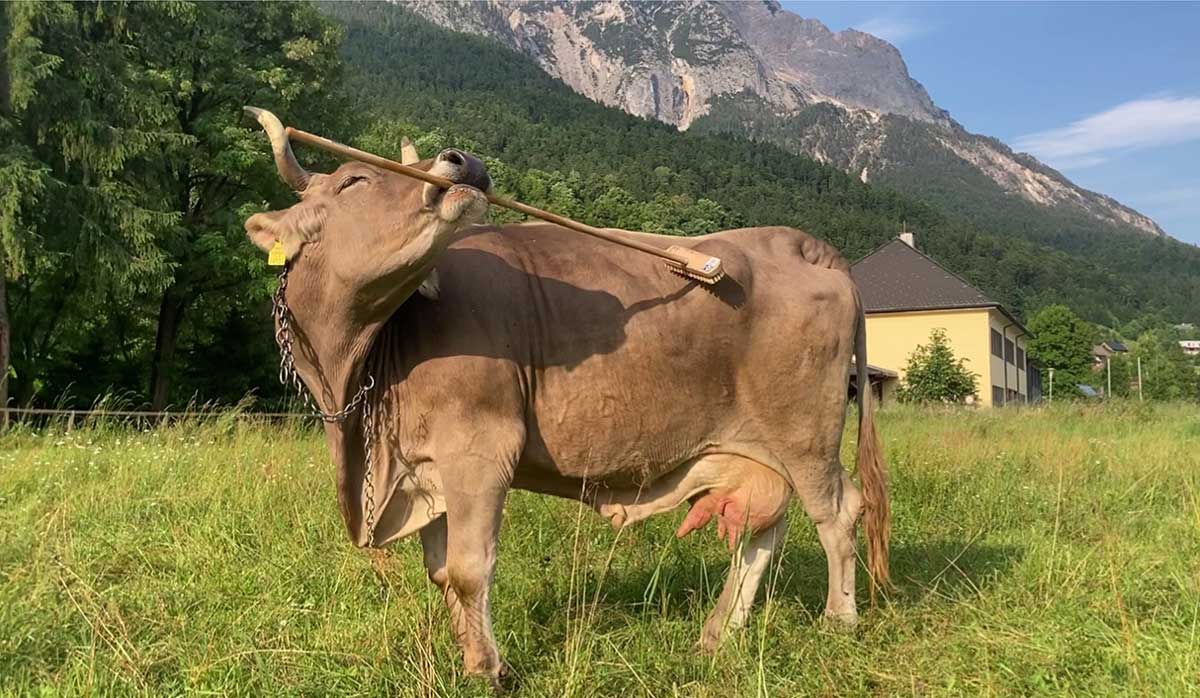 Scientists document first case of tool use in cattle