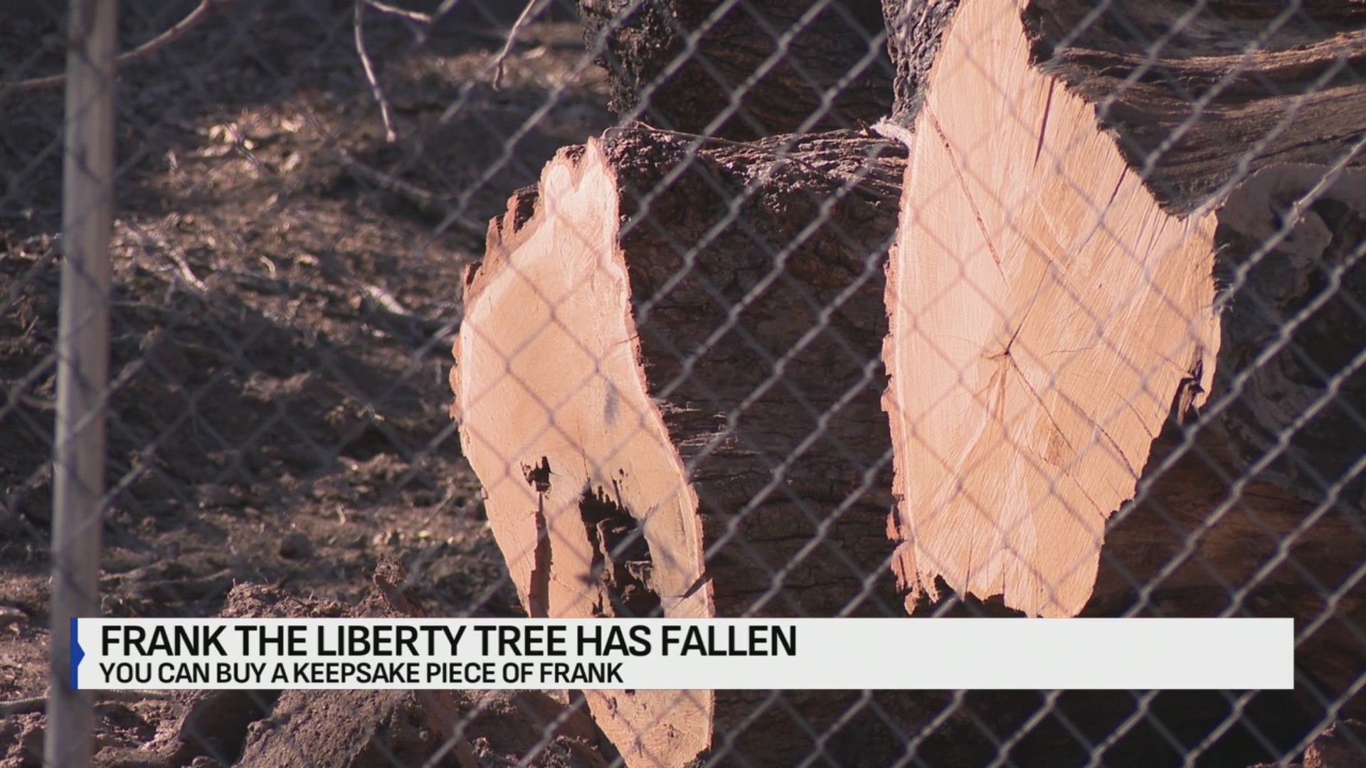How to buy a piece of KC's historic 'Frank the Liberty Tree'