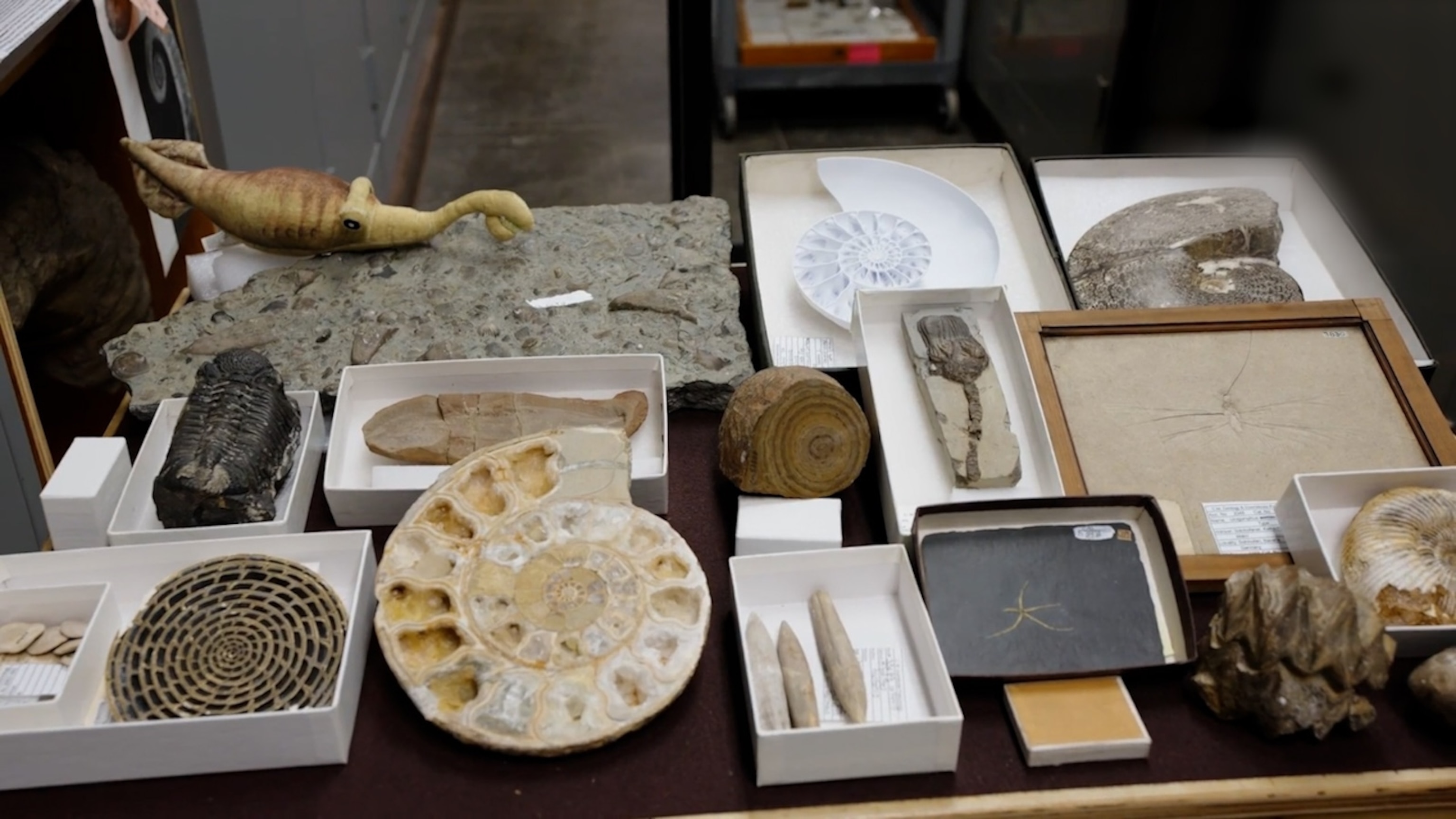 Exhibition of rarely seen fossils on display at Carnegie Museum of ...