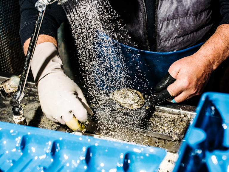 Everything you can eat, drink and buy at the new Sydney Fish Market
