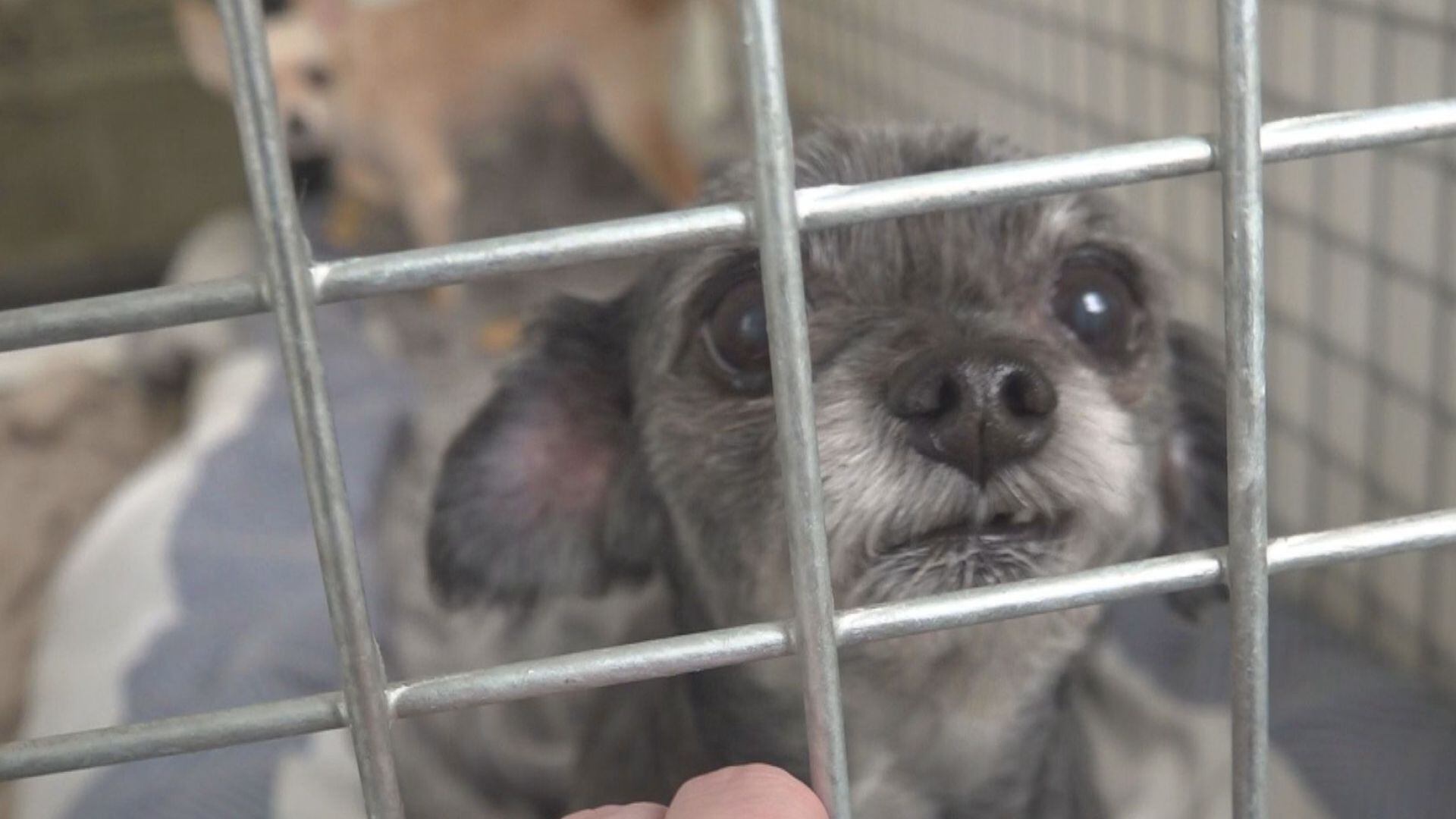 CAHS dog kennels full amid surrenders