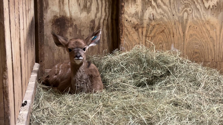 Caldwell Zoo welcomes six antelope calves